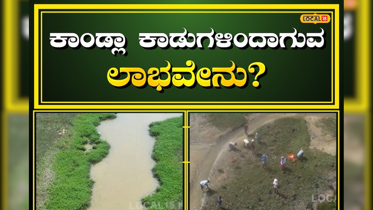 Kandla Forest: ಕಾಂಡ್ಲಾ ಕಾಡುಗಳಿಂದಾಗುವ ಲಾಭವೇನು? ಉತ್ತರ ಕನ್ನಡ ಜಿಲ್ಲೆಯಲ್ಲಿ ...