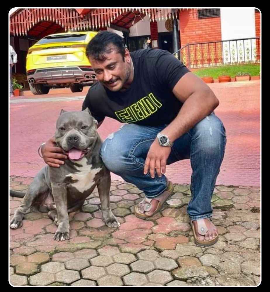 ಹುಲಿಯನ್ನು ಮುದ್ದಾಡಿದ ದರ್ಶನ್ ! ದುಬೈನಲ್ಲಿ ಪ್ರಾಣಿಗಳ ಜೊತೆ ಕಾಲ ಕಳೆದ ...