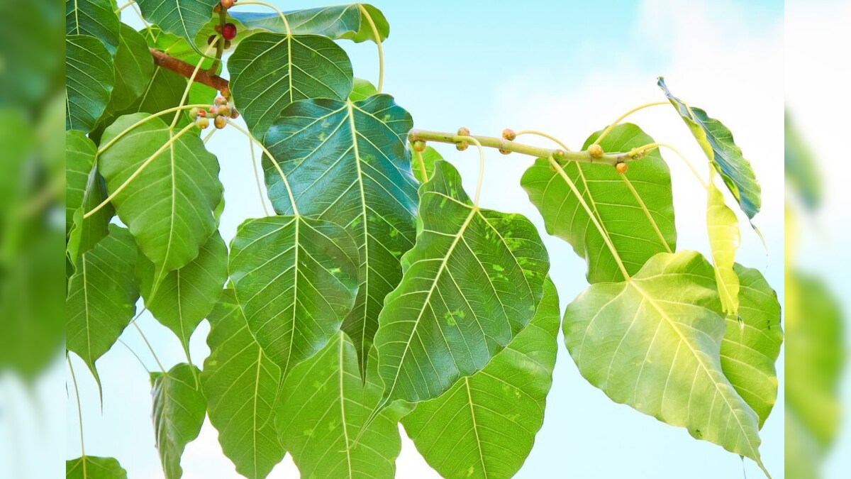 ಅರಳಿ ಮರವನ್ನು ಏಕೆ ಪೂಜಿಸಲಾಗುತ್ತದೆ? ದೈವಿಕ ಶಕ್ತಿ ಹೊಂದಿರುವ ಈ ಮರದಲ್ಲಿದೆ ಔಷಧೀಯ ...