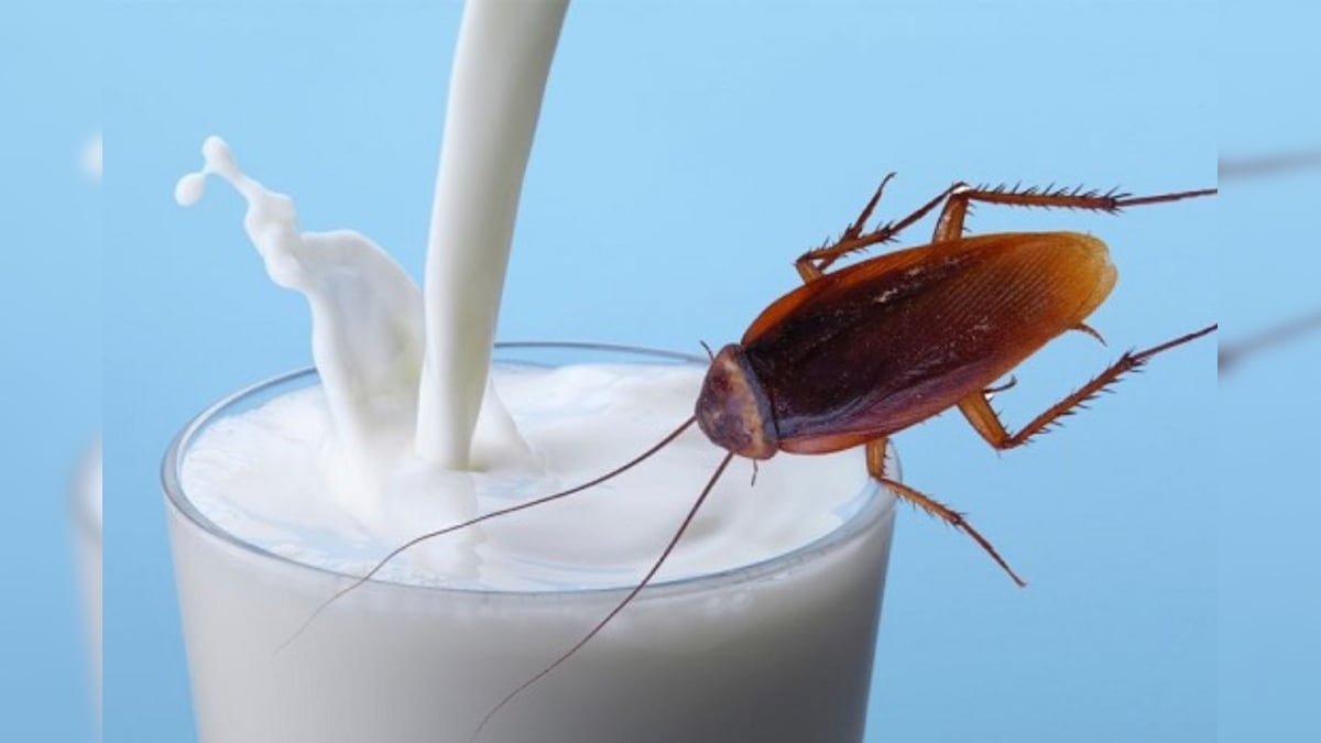 Is cockroach milk the next superfood | ಜಿರಳೆ ಹಾಲು ಕುಡಿದಿದ್ದೀರಾ ...