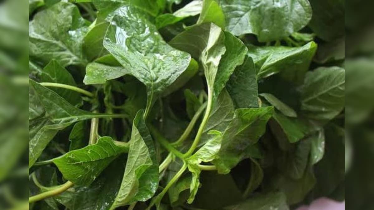 ಗಣಿಕೆ ಸೊಪ್ಪಿನ ಜ್ಯೂಸ್ ಕುಡಿಯುವುದರಿಂದ ಸಿಗುವ ಆರೋಗ್ಯ ಪ್ರಯೋಜನಗಳೇನು ಗೊತ್ತಾ ...