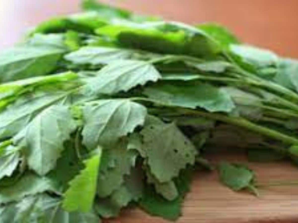 ಗಣಿಕೆ ಸೊಪ್ಪಿನ ಜ್ಯೂಸ್ ಕುಡಿಯುವುದರಿಂದ ಸಿಗುವ ಆರೋಗ್ಯ ಪ್ರಯೋಜನಗಳೇನು ಗೊತ್ತಾ ...