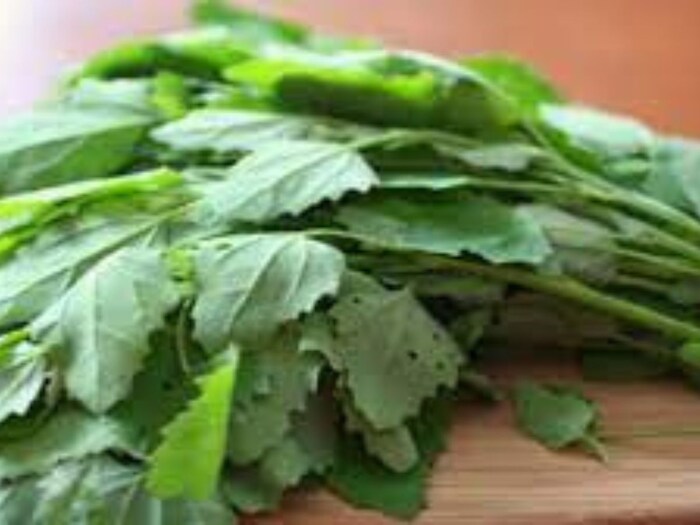 ಗಣಿಕೆ ಸೊಪ್ಪಿನ ಜ್ಯೂಸ್ ಕುಡಿಯುವುದರಿಂದ ಸಿಗುವ ಆರೋಗ್ಯ ಪ್ರಯೋಜನಗಳೇನು ಗೊತ್ತಾ ...