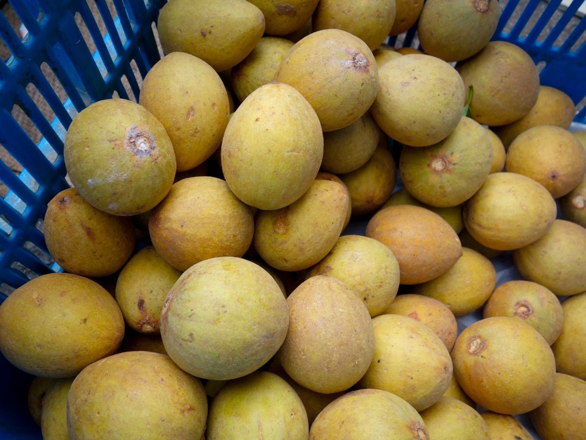 ಇದೊಂದು ಹಣ್ಣು ತಿನ್ನಿ ಸಾಕು; ಪವಾಡದಂತೆ ತೂಕ ಇಳಿಕೆ ಆಗೋದು ಗ್ಯಾರಂಟಿ! | chikoo ...