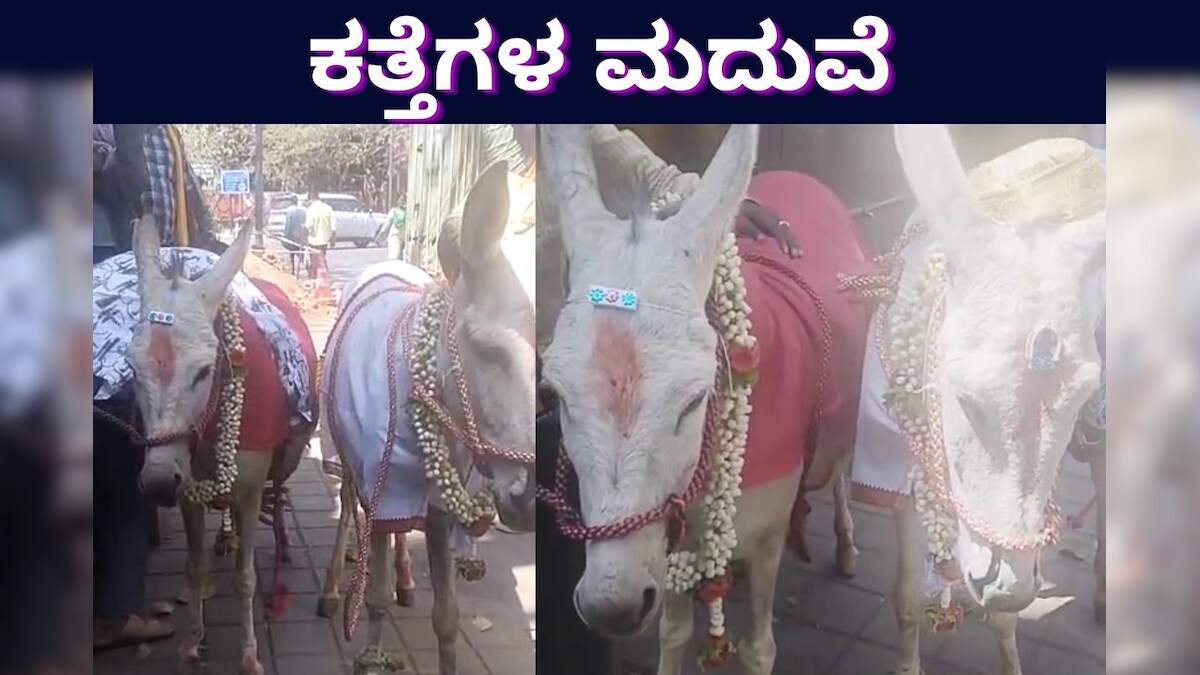 Valentine's Day: ಕತ್ತೆಗಳ ಮದುವೆ ಮಾಡಿಸಿ, ಪ್ರೇಮಿಗಳಿಗೆ ಒಂದೂವರೆ ಲಕ್ಷ ...