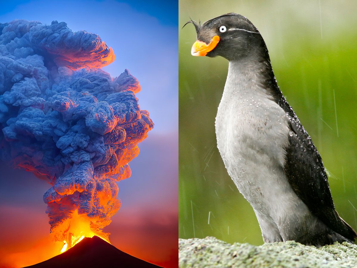 ಜ್ವಾಲಾಮುಖಿಯ ಸಮೀಪವೇ ಜೀವಿಸುತ್ತವಂತೆ ಈ ಪ್ರಾಣಿಗಳು! ಅವುಗಳ ವಿಶೇಷತೆ ಏನು ಗೊತ್ತಾ ...