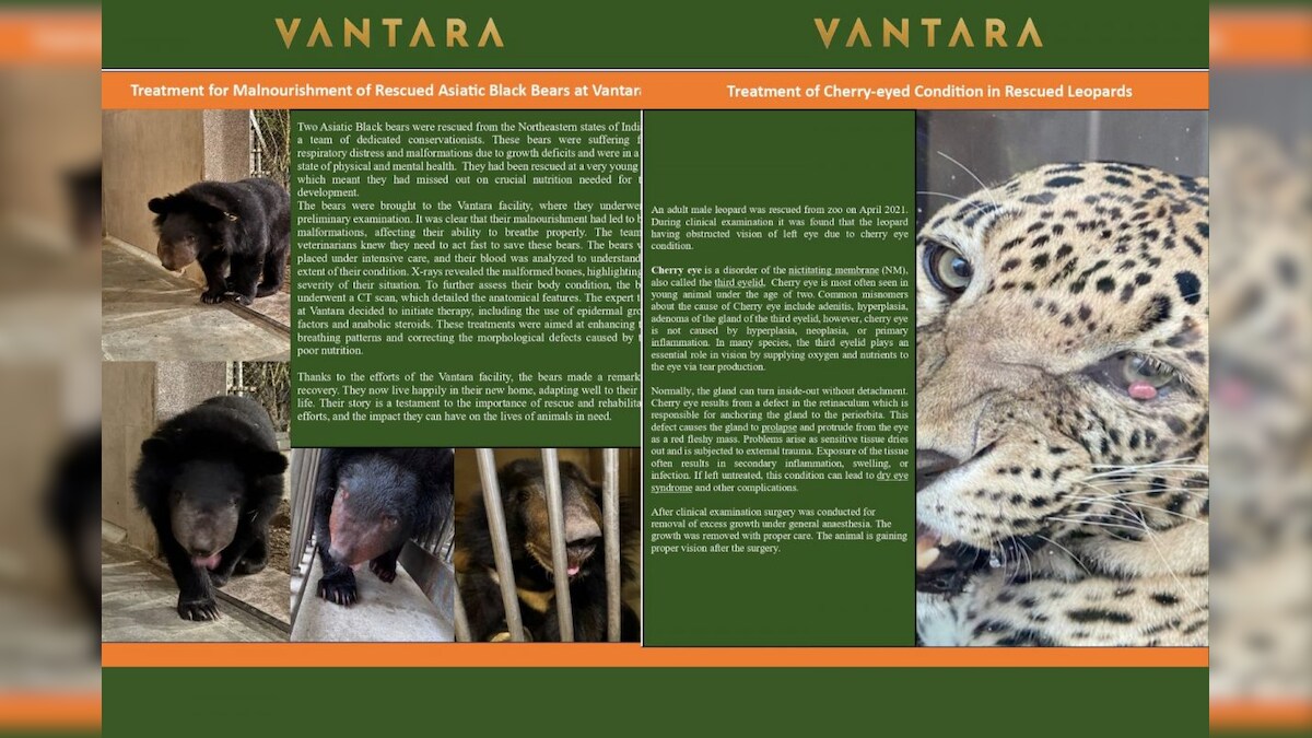 Anant Ambani: ಪ್ರಾಣಿಗಳ ರಕ್ಷಣೆಗೆ 'ವಂತಾರ' ಯೋಜನೆ, ಇದು ಅನಂತ್ ಅಂಬಾನಿ ಕನಸು ...