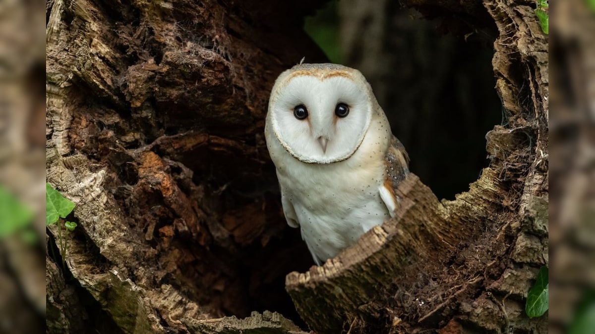 Owl At Home: ಮನೆ ಒಳಗೆ ಗೂಬೆ ಬಂದ್ರೆ ದುಡ್ಡು ಸಿಗುತ್ತಾ? ಜ್ಯೋತಿಷ್ಯ ಏನ್ ಹೇಳುತ್ತೆ? what happens if owl ...