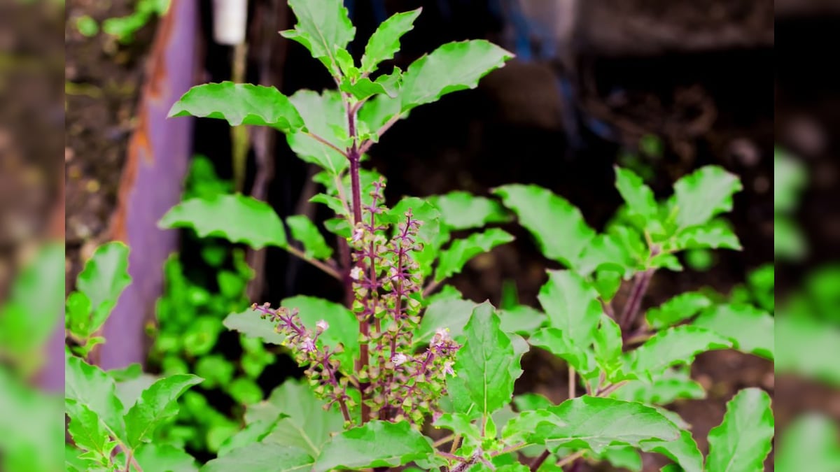 Tulsi Plant: ಈ ದಿಕ್ಕಲ್ಲಿ ತುಳಸಿ ಗಿಡ ಇಟ್ರೆ ನೀವ್ ಕೆಟ್ರಿ, ಸಮಸ್ಯೆ ಡಬಲ್ ...