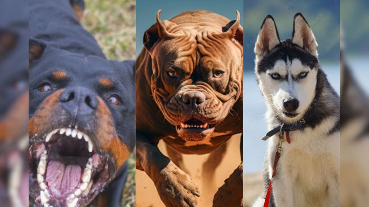 Dog's : ಶ್ವಾನ ಪ್ರಿಯರಿಗೆ ಬಿಗ್‌ ಶಾಕ್‌! ಇನ್ಮುಂದೆ ಭಾರತದಲ್ಲಿ ಈ 5 ತಳಿಯ ...