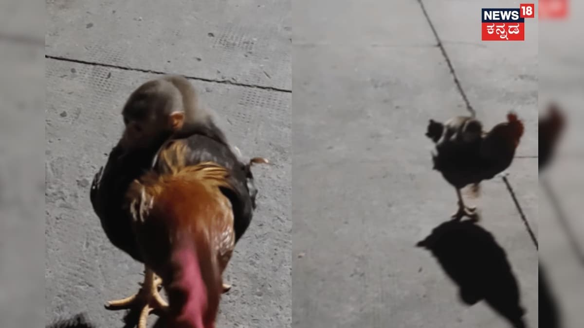 ಹುಂಜದ ಮೇಲೆ ಕೋತಿ ಮರಿ ಸವಾರಿ, ವೈರಲ್ ವಿಡಿಯೋ ನೋಡಿ ನೆಟ್ಟಗರು ಫುಲ್ ಖುಷ್ ...