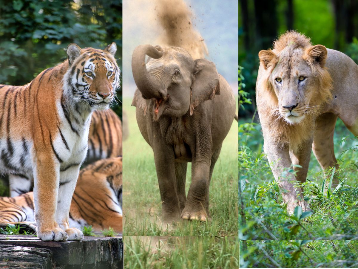 ಭಾರತದಲ್ಲಿ ಮಾತ್ರ ಕಾಣ ಸಿಗುವ ಅಪರೂಪದ ಪ್ರಾಣಿಗಳಿವು! | Rare animals that can ...