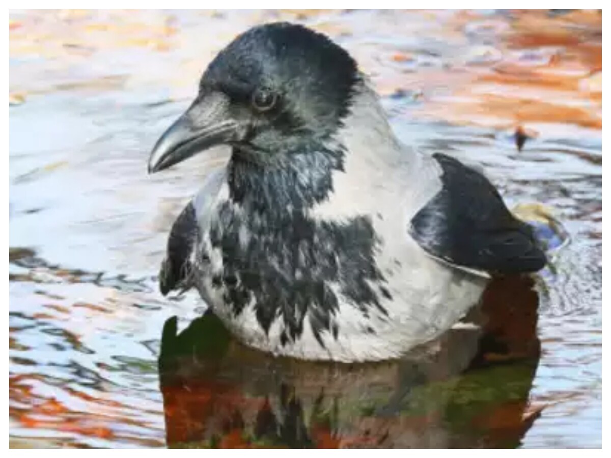 Chanakya Niti: ಕಾಗೆಯಿಂದ ಮನುಷ್ಯ ಕಲಿಯಬೇಕಿರುವ ಐದು ಲಕ್ಷಣಗಳು ಇವು! | chanakya ...