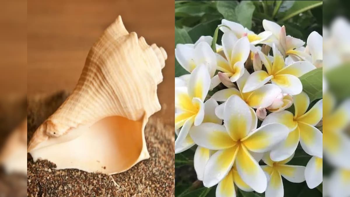 Maha Shivaratri 2024: ಶಿವನ ಪೂಜೆಯಲ್ಲಿ ಶಂಖ ಹಾಗೂ ಕೇತಕಿ ಹೂವನ್ನ ಏಕೆ ಬಳಸಬಾರದು ...