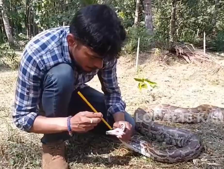 Python Rescue: ತನ್ನ ಬಾಯಿಂದ ಉಸಿರು ನೀಡಿ ಹೆಬ್ಬಾವು ರಕ್ಷಣೆ ಮಾಡಿದ ಉರಗ ಪ್ರೇಮಿ! | Snake lover who saved ...