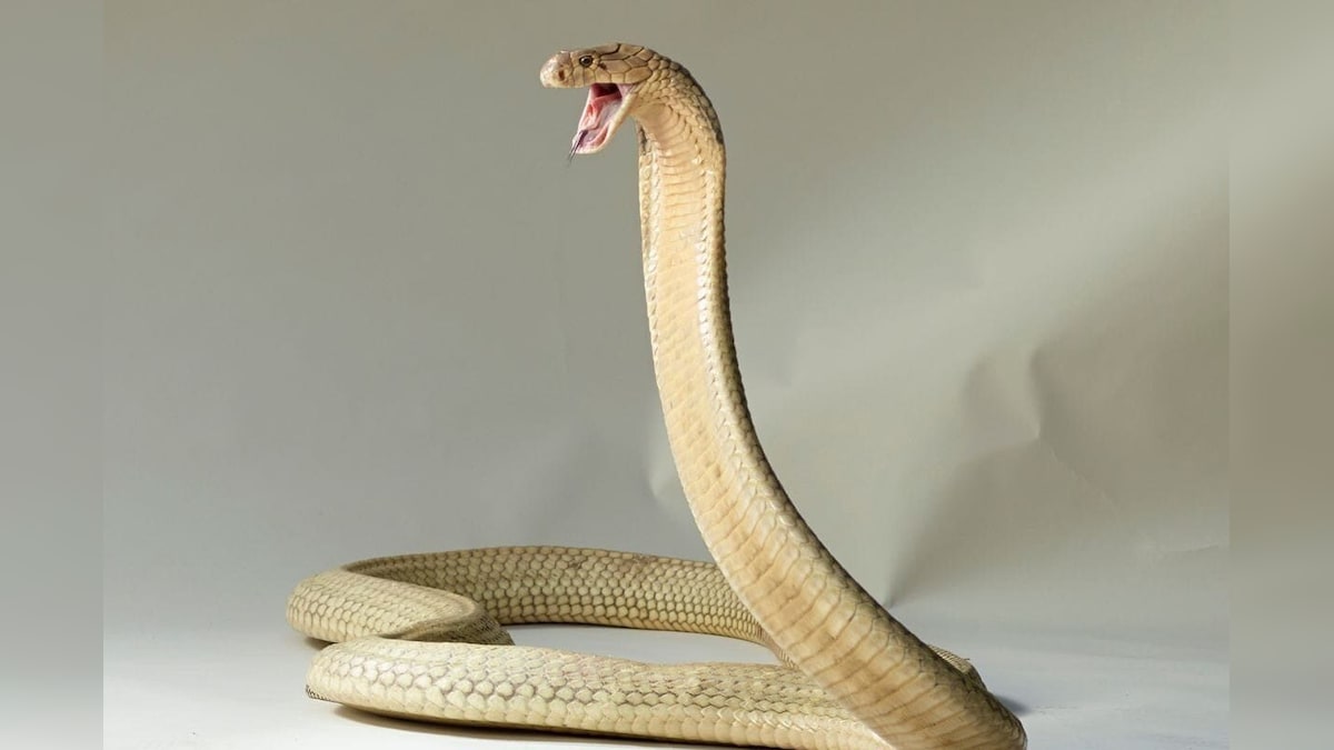 Snakes: ಹಾವುಗಳೇ ಇಲ್ಲದ ದೇಶ ಯಾವುದು ಗೊತ್ತಾ? ಆ ದೇಶದಲ್ಲಿ ಹಾವುಗಳು ಇರದಿರಲೂ ಇದೇ ...