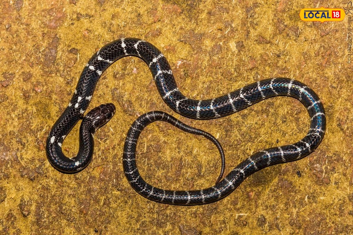 Dangerous Snake: ಈ ಹಾವು ಕಚ್ಚಿದರೆ ಇರುವೆ ಕಚ್ಚಿದಷ್ಟೇ ನೋವು, ಆದ್ರೆ ಒಂದೂವರೆ ...