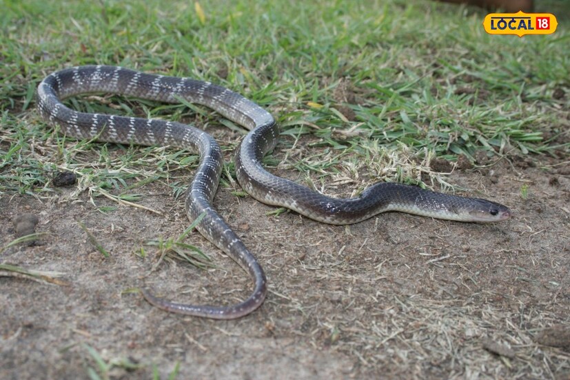 Dangerous Snake: ಈ ಹಾವು ಕಚ್ಚಿದರೆ ಇರುವೆ ಕಚ್ಚಿದಷ್ಟೇ ನೋವು, ಆದ್ರೆ ಒಂದೂವರೆ ...