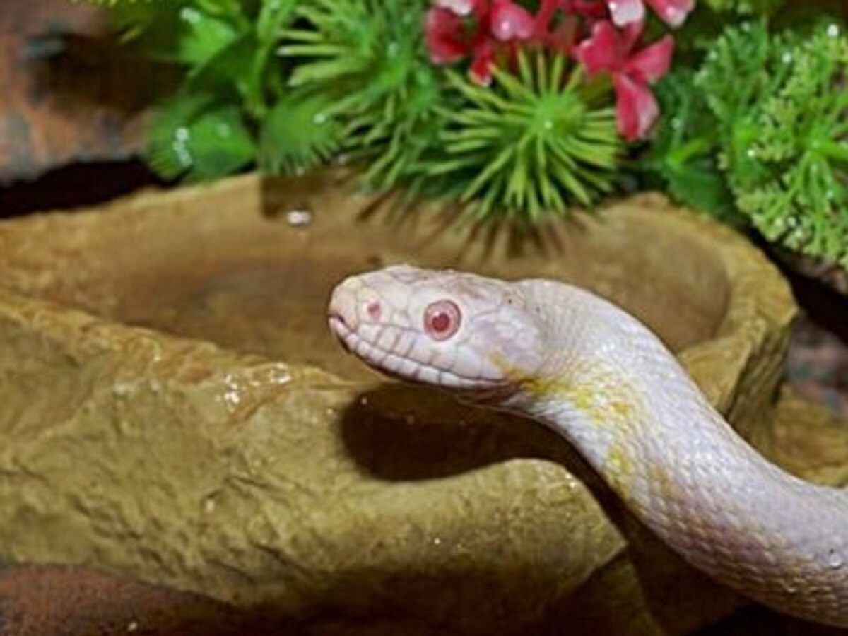Snake Bath: ಹಾವು ಸ್ನಾನ ಮಾಡುತ್ತವೆಯೇ? ದೇಹದ ಉಷ್ಣತೆಯನ್ನ ಹೇಗೆ ...