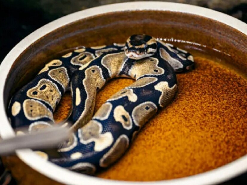 Snake Bath: ಹಾವು ಸ್ನಾನ ಮಾಡುತ್ತವೆಯೇ? ದೇಹದ ಉಷ್ಣತೆಯನ್ನ ಹೇಗೆ ...