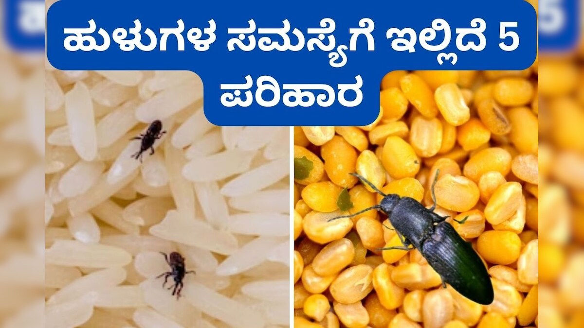 Kitchen Hacks: ಅಕ್ಕಿ, ಬೇಳೆ-ಕಾಳುಗಳ ಡಬ್ಬಗಳಲ್ಲಿ ಹುಳುಗಳು ತುಂಬಿವೆಯಾ? ಇವುಗಳ ...