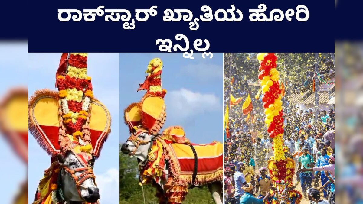 Haveri: ರಾಕ್ ಸ್ಟಾರ್ ಖ್ಯಾತಿಯ ಹೋರಿ ಇನ್ನಿಲ್ಲ; ಪಾರ್ಥಿವ ಶರೀರದ ಮೆರವಣಿಗೆಯಲ್ಲಿ ...