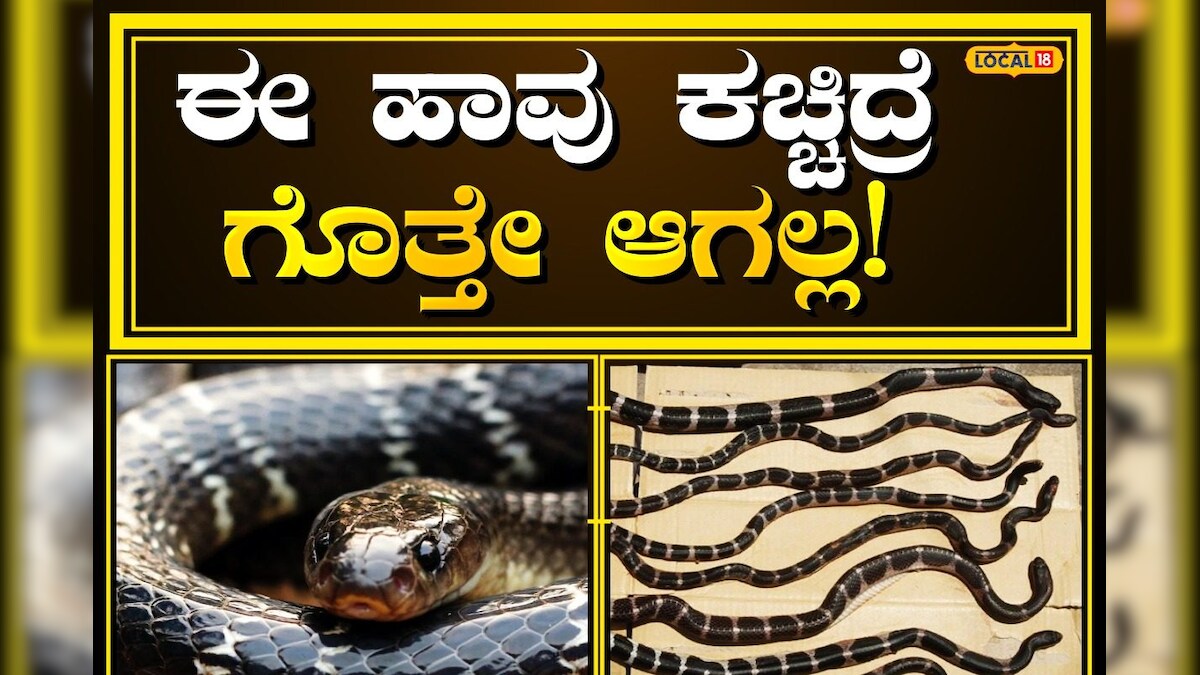 Dangerous Snake: ಈ ಹಾವು ಕಚ್ಚಿದರೆ ಇರುವೆ ಕಚ್ಚಿದಷ್ಟೇ ನೋವು, ಆದ್ರೆ ಒಂದೂವರೆ ...