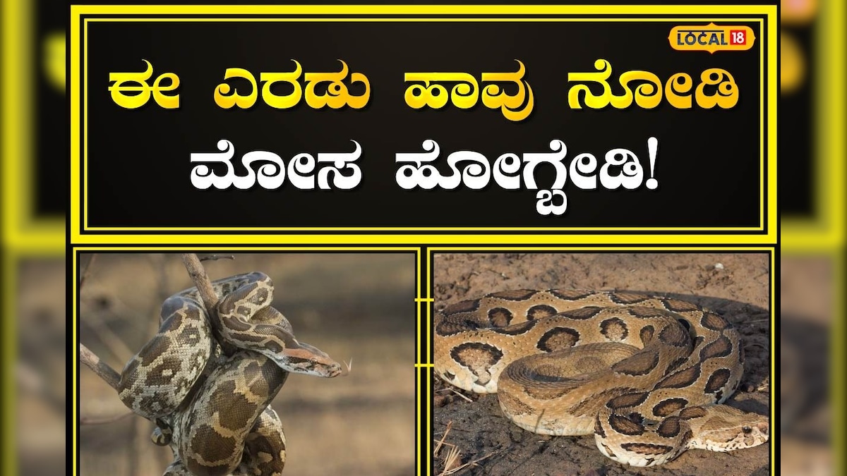 Snake Facts: ಕಚ್ಚಿದ್ರೆ ಅಲ್ಲೇ ಗೊಟಕ್! ನೋಡಲು ಚಿಕ್ಕದಾಗಿದ್ರೂ ಹೆಬ್ಬಾವಿಗಿಂತ ಈ ...