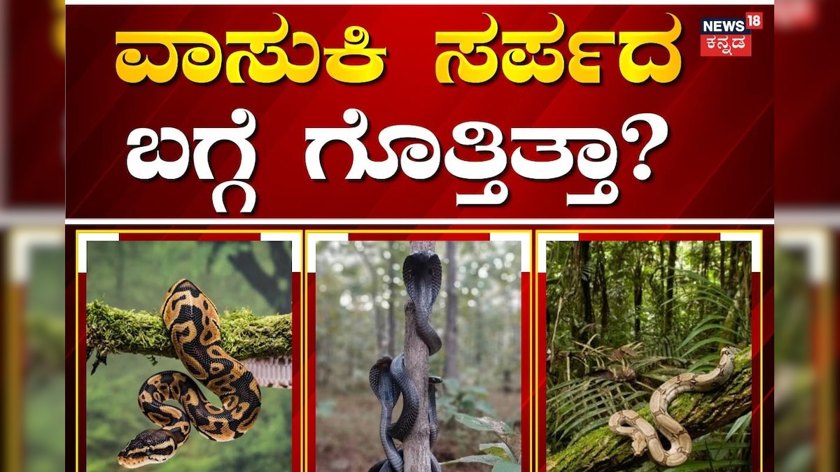 Vasuki Snake: ಈ ಹಾವಿನ ಬಳಿ ಮರ ಹತ್ತಲು ಆಗ್ತಿರ್ಲಿಲ್ಲ! ಸರ್ಪಗಳ ರಾಜ ಹೇಗಿದ್ದ ...