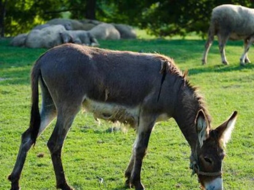 Donkey Milk: ಸರ್ಕಾರಿ ಕೆಲಸಕ್ಕಾಗಿ ಹುಡುಕಾಟ, ಖಾಸಗಿ ಕೆಲಸದಿಂದ ಸಿಗದ ತೃಪ್ತಿ ...