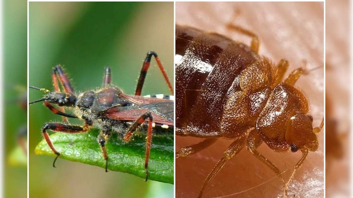 Dangerous Insects:ಈ ಕೀಟಗಳು ಹಾವುಗಳಿಗಿಂತ ಡೇಂಜರ್, ಇವುಗಳಿಂದ ದೂರವಿದ್ದಷ್ಟು ...