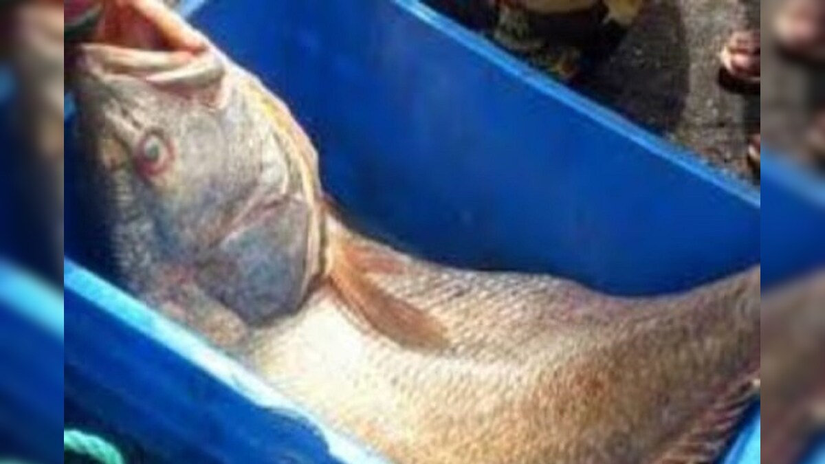 Kachidi Fish: ಮೀನುಗಾರನನ್ನ ಲಕ್ಷಾಧಿಪತಿ ಮಾಡಿದ ಬಲೆಗೆ ಬಿದ್ದ ಆ 2 ಮೀನು! ಲಕ್ಷ ...