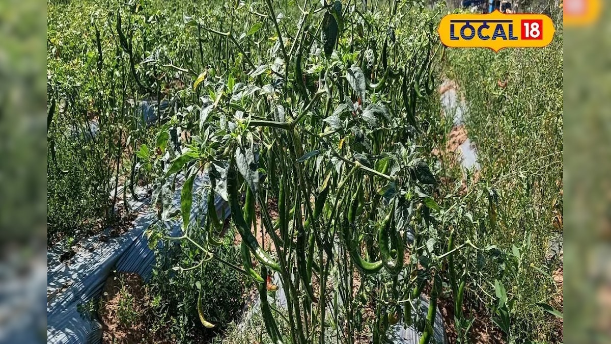 Agriculture: ಮೆಣಸಿನಕಾಯಿ ಬೆಳೆಯಲ್ಲಿದೆ ಲಕ್ಷ ಲಕ್ಷ ಆದಾಯ! ಈ ರೀತಿ ಬೇಸಾಯ ...