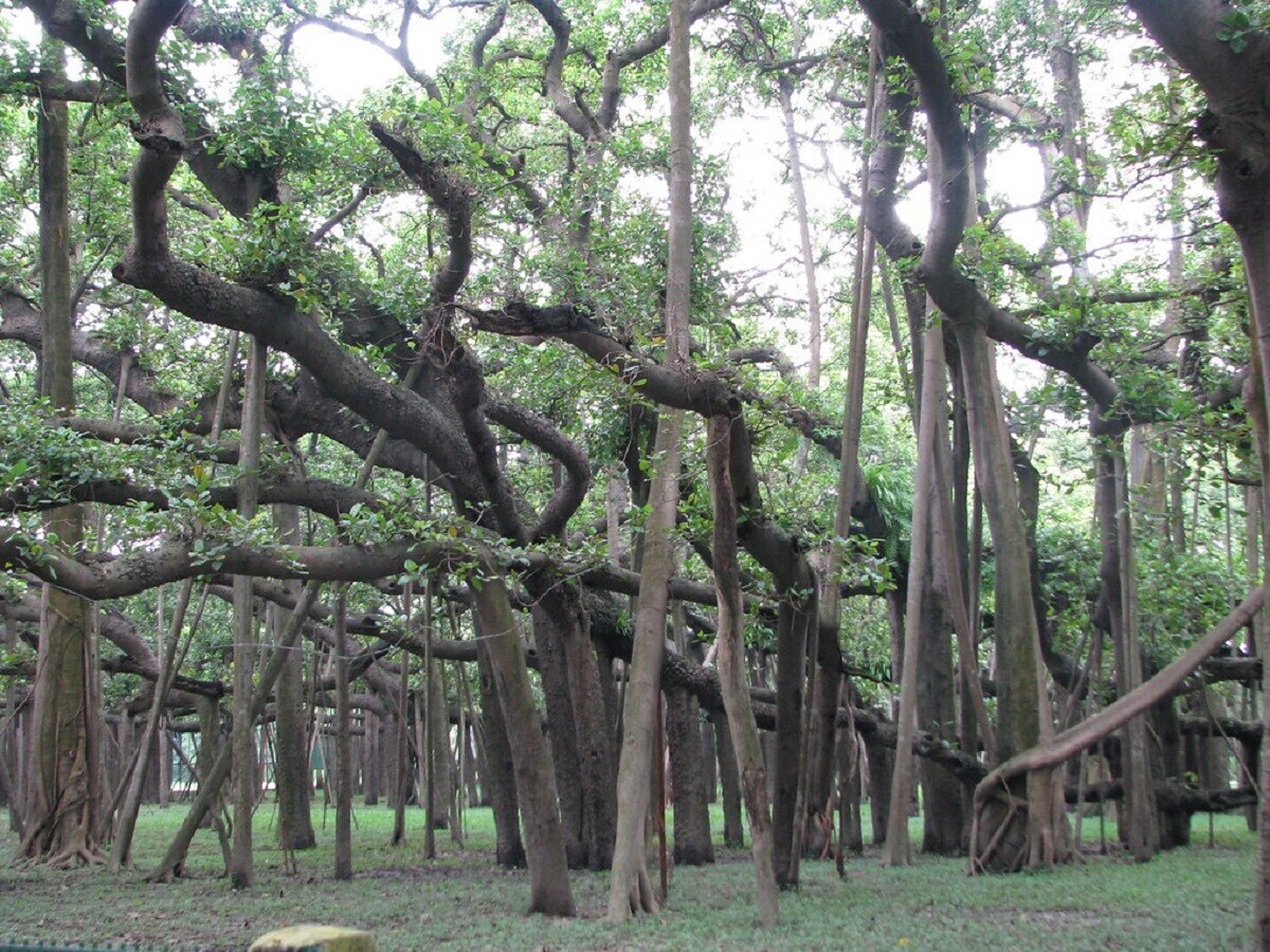 Biggest Banyan Tree: 250 ವರ್ಷ, 5 ಎಕರೆ ವಿಸ್ತೀರ್ಣ, ಇದು ಜಗತ್ತಿನ ಅತಿದೊಡ್ಡ ...