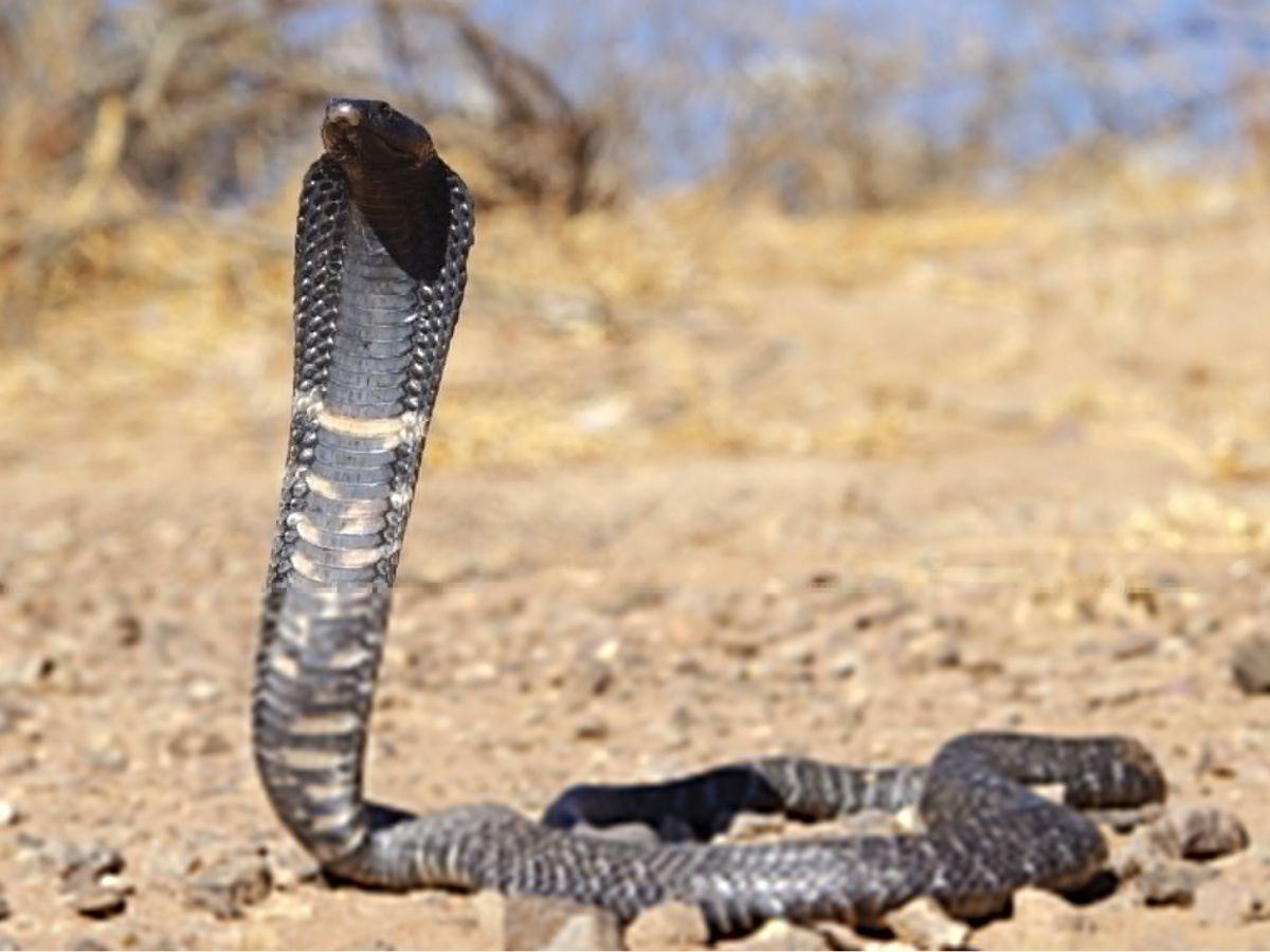 Zebra Spitting Cobra: 9 ಅಡಿ ದೂರದಿಂದ ವಿಷವುಗುಳಿ ಕುರುಡರನ್ನಾಗಿ ಮಾಡುತ್ತೆ ಈ ಭಯಂಕರ ಹಾವು! | zebra ...