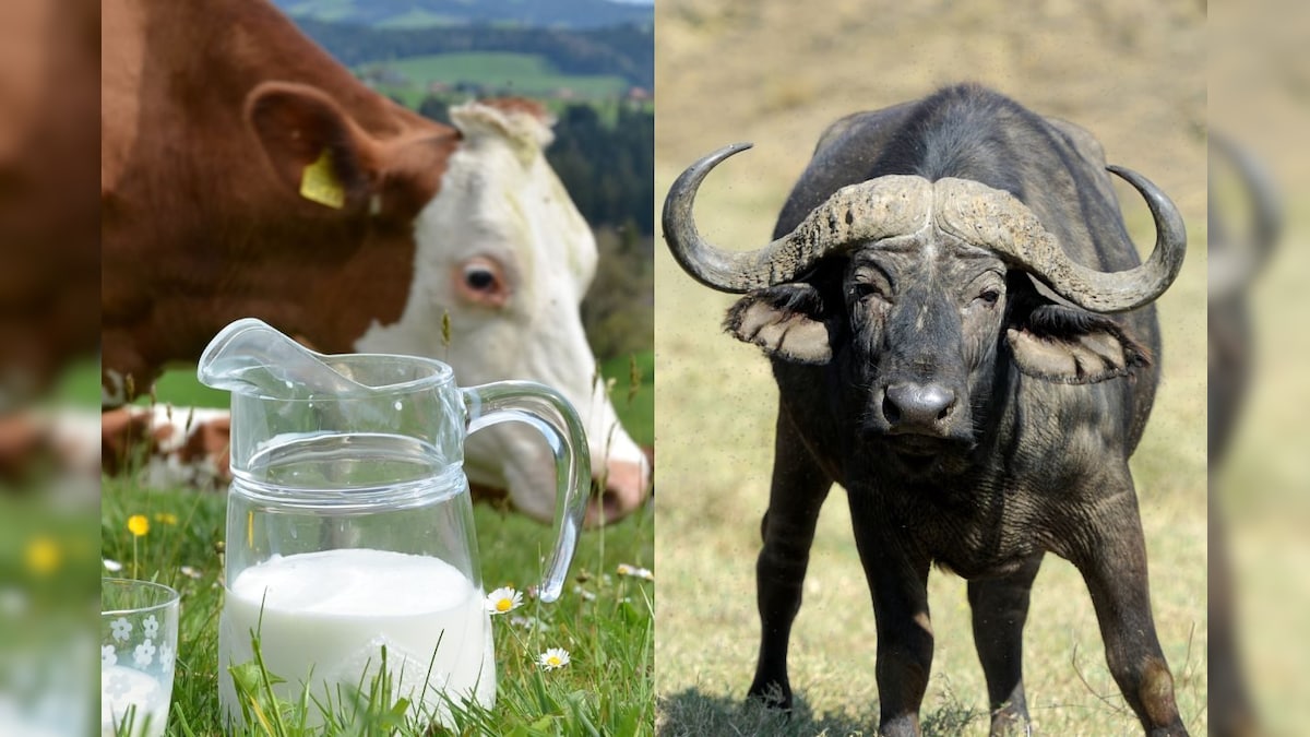 Buffalo Milk VS Cow Milk: ಯಾವ ಹಾಲು ಬೆಸ್ಟ್? ಎಮ್ಮೆಯದ್ದೋ, ಹಸುವಿನದ್ದೋ ...
