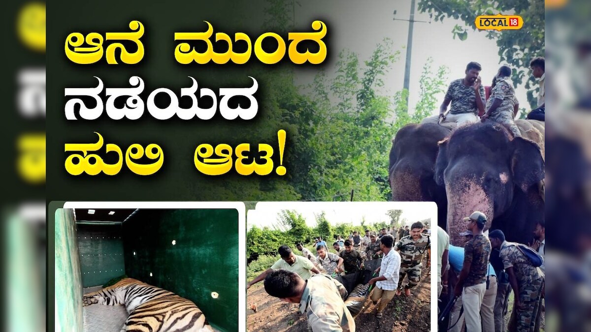 Operation Tiger: ಗಂಡು ವ್ಯಾಘ್ರ ಸೆರೆ ಸಿಕ್ಕ ಎರಡೇ ದಿನಕ್ಕೆ ಹೆಣ್ಣು ಹುಲಿಯೂ ಲಾಕ್!‌ | Mysuru operation ...