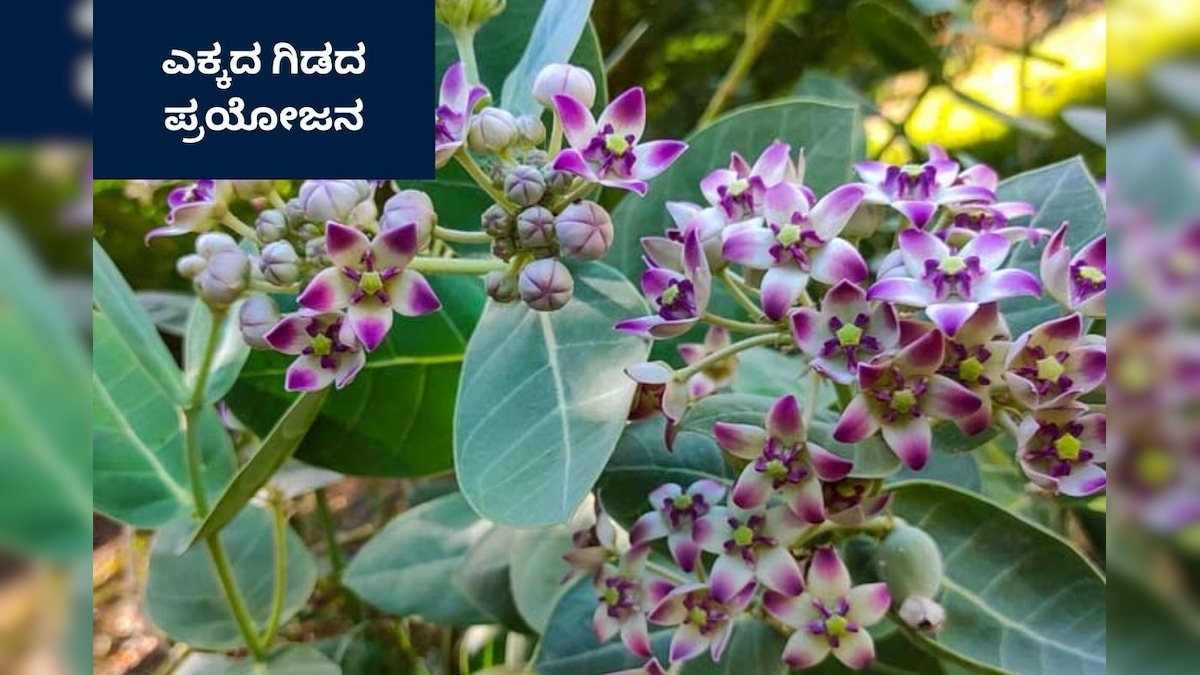 Flower Benefits: ಮನೆಯಲ್ಲಿ ಈ ಒಂದು ಗಿಡ ಬೆಳೆಸಿ ಸಾಕು, ದೇವರ ಆಶೀರ್ವಾದ-ಸಂಪತ್ತು ...