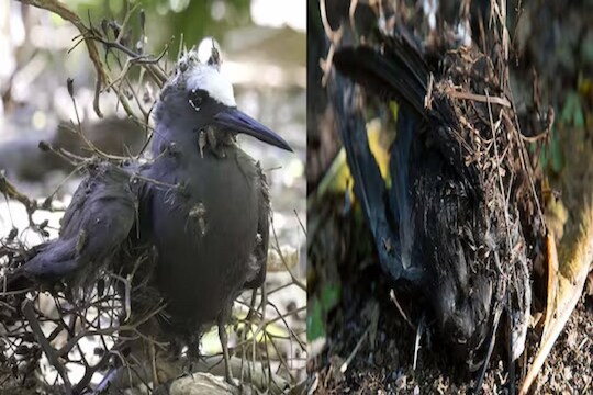 Birdcatcher Tree: ಈ ಮರದ ಮೇಲೆ ಕುಳಿತುಕೊಳ್ಳುವ ಪಕ್ಷಿಗಳು ಅಲ್ಲೇ ಸಾಯುತ್ತವೆ ...