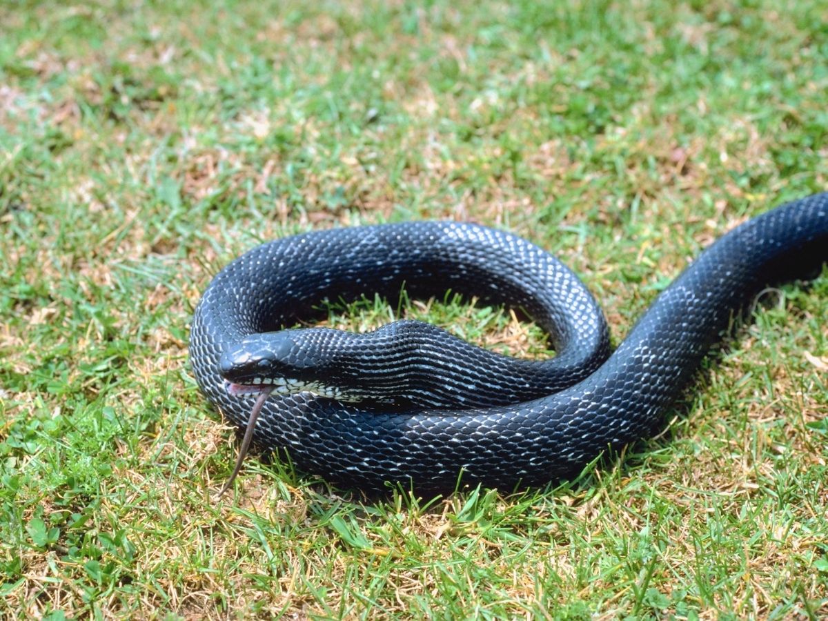 Fastest Snake: ಕುದುರೆಗಿಂತ ವೇಗವಾಗಿ ಓಡಾಡುವ ಈ ಹಾವನ್ನು ನೀವು ಸಹ ನೋಡಿರುತ್ತೀರಿ ...