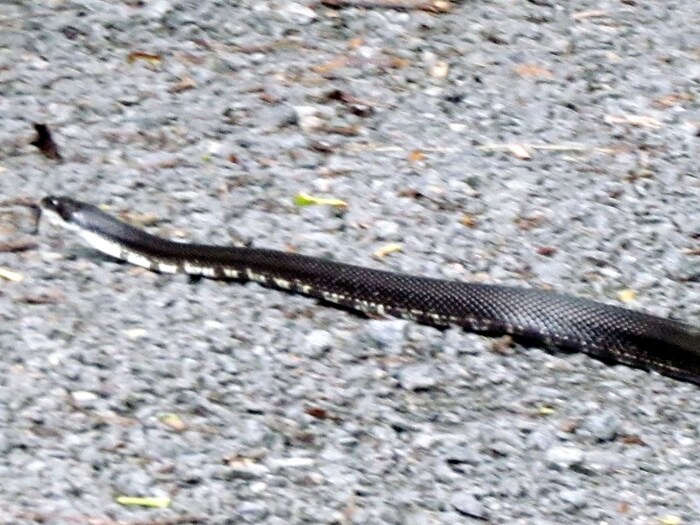 Fastest Snake: ಕುದುರೆಗಿಂತ ವೇಗವಾಗಿ ಓಡಾಡುವ ಈ ಹಾವನ್ನು ನೀವು ಸಹ ನೋಡಿರುತ್ತೀರಿ ...