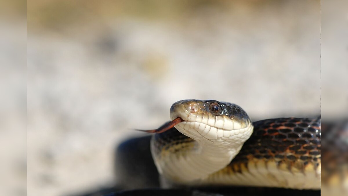 Fastest Snake: ಕುದುರೆಗಿಂತ ವೇಗವಾಗಿ ಓಡಾಡುವ ಈ ಹಾವನ್ನು ನೀವು ಸಹ ನೋಡಿರುತ್ತೀರಿ ...