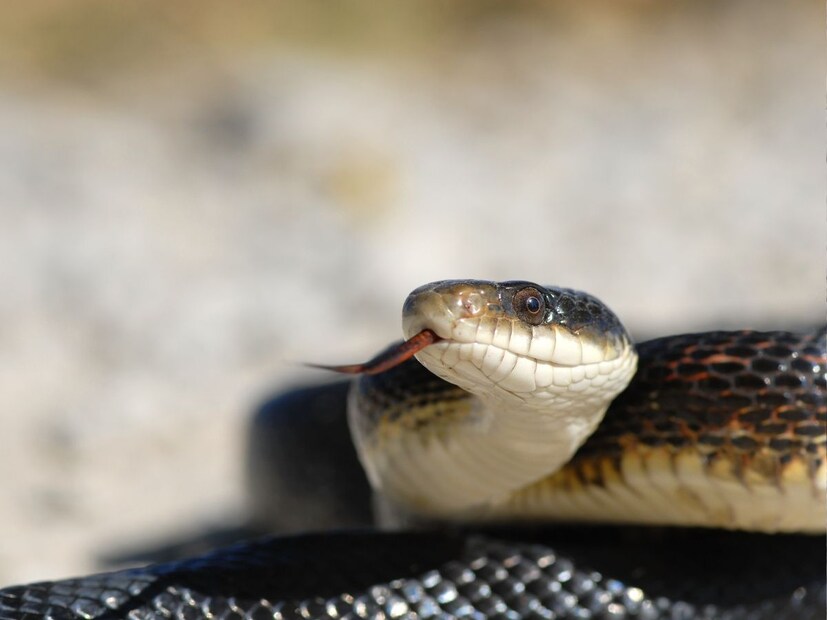 Fastest Snake: ಕುದುರೆಗಿಂತ ವೇಗವಾಗಿ ಓಡಾಡುವ ಈ ಹಾವನ್ನು ನೀವು ಸಹ ನೋಡಿರುತ್ತೀರಿ ...