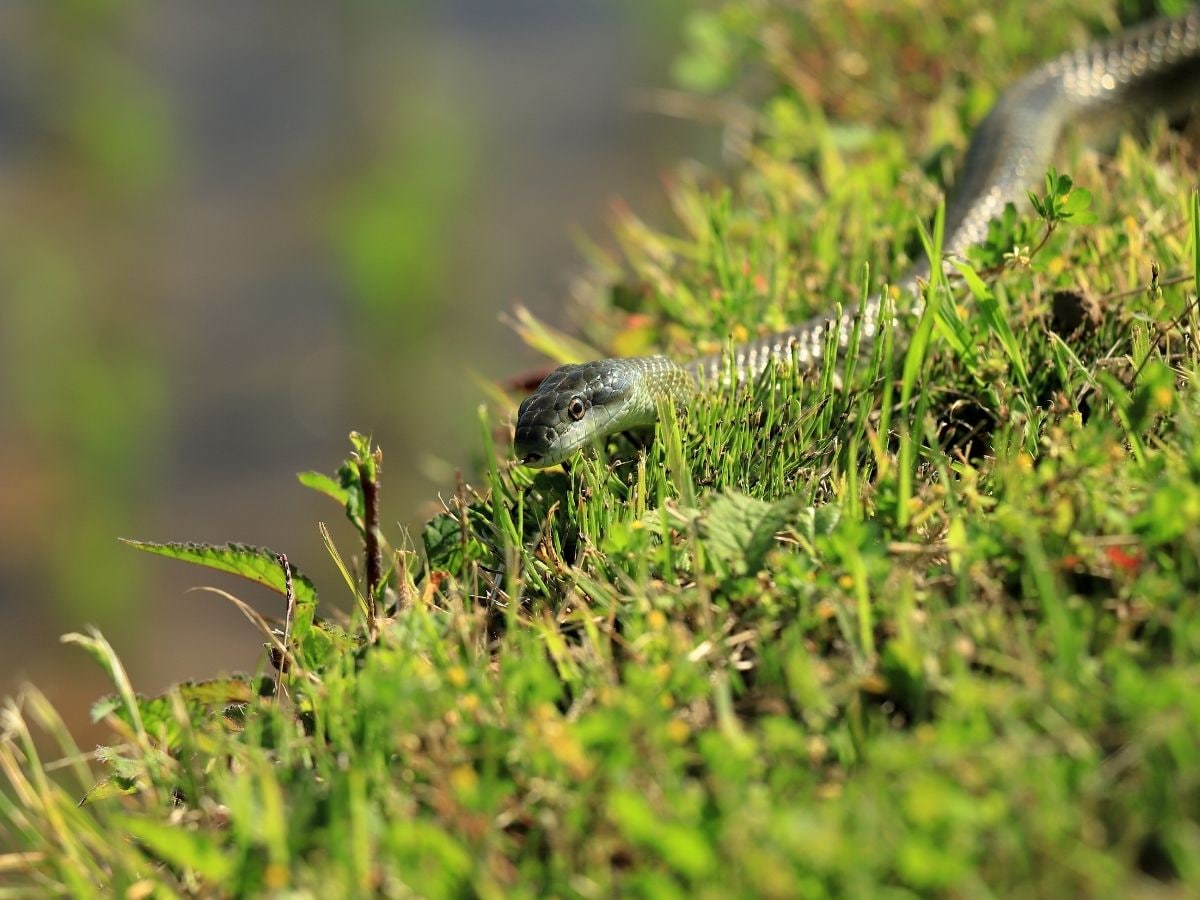 Fastest Snake: ಕುದುರೆಗಿಂತ ವೇಗವಾಗಿ ಓಡಾಡುವ ಈ ಹಾವನ್ನು ನೀವು ಸಹ ನೋಡಿರುತ್ತೀರಿ ...