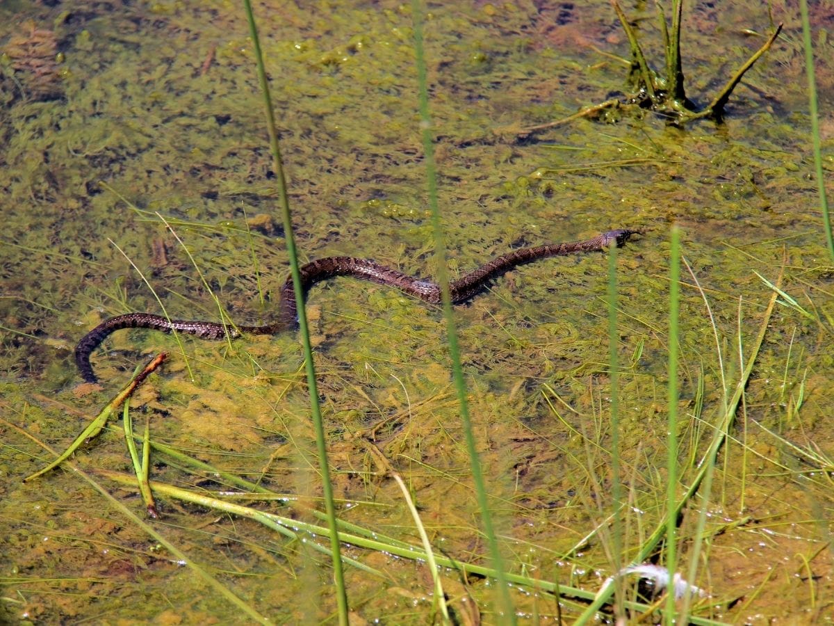 Fastest Snake: ಕುದುರೆಗಿಂತ ವೇಗವಾಗಿ ಓಡಾಡುವ ಈ ಹಾವನ್ನು ನೀವು ಸಹ ನೋಡಿರುತ್ತೀರಿ ...