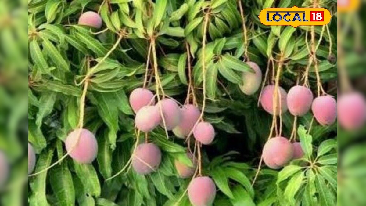 ಒಂದೇ ಮರದಿಂದ 7 ವೈರೆಟಿ ಮಾವು ಬೆಳೆದು ಲಕ್ಷ ಲಕ್ಷ ಗಳಿಸುತ್ತಿರುವ ರೈತ! ಅದು ಹೇಗೆ ...