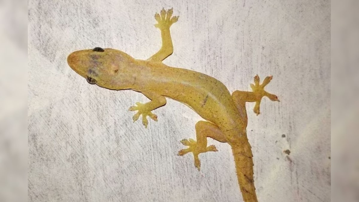 ಮನೆಯಲ್ಲಿ ಹಲ್ಲಿ ಇದ್ದರೆ ಒಳ್ಳೆಯದೇ? ಕೆಟ್ಟದ್ದೇ? | Is it good or bad to have ...