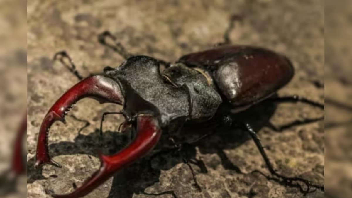 Stag Beetle: ಜಗತ್ತಿನಲ್ಲೇ ಅತಿ ಹೆಚ್ಚು ಬೆಲೆಬಾಳುವ ಕೀಟ ಇದು; ಭಾರತೀಯ ...