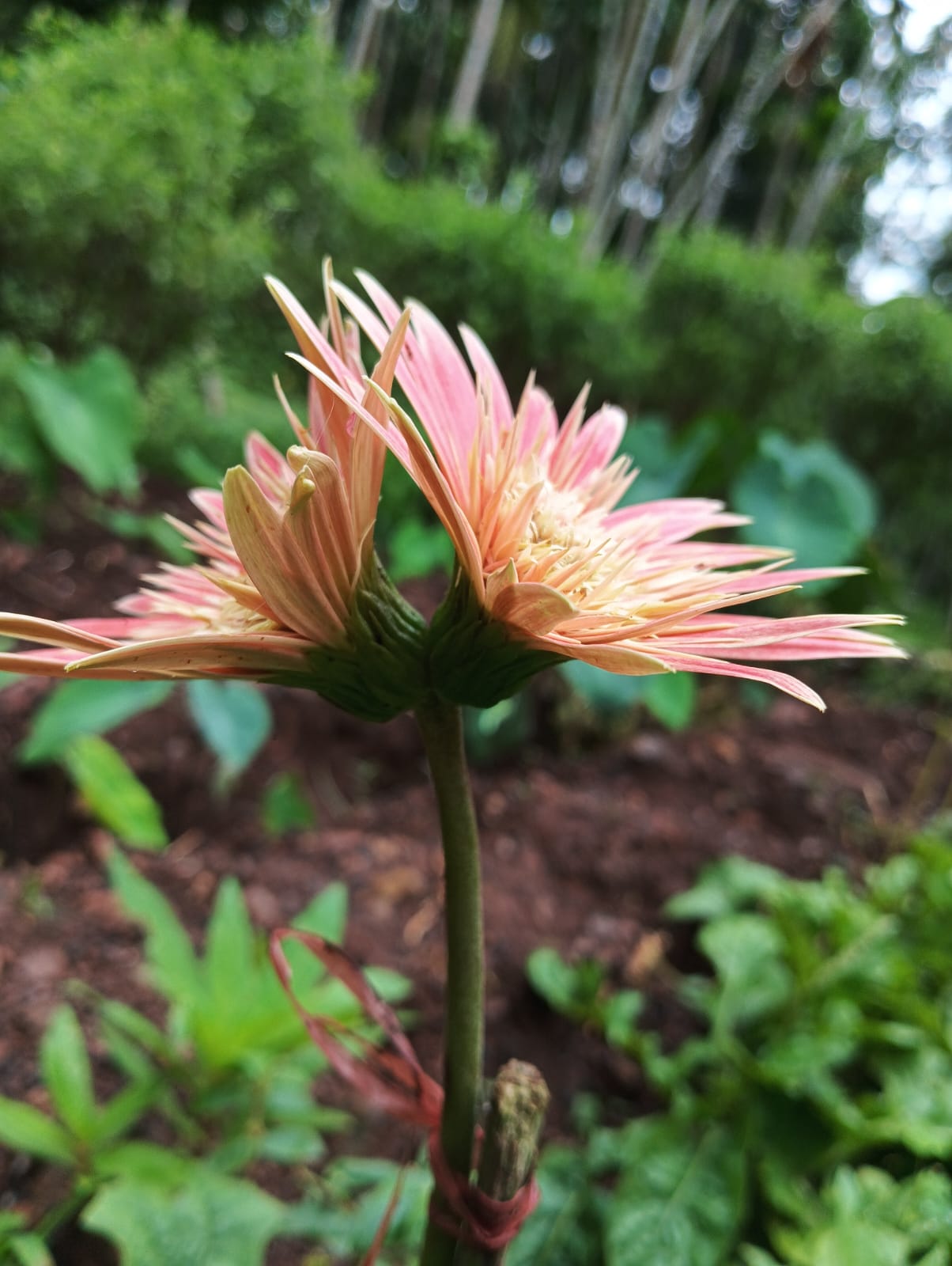 Uttara Kannada: ಒಂದೇ ಮೊಗ್ಗಲ್ಲಿ ಜೋಡಿ ಹೂವು; ಅಪರೂಪದ ಕ್ಷಣಕ್ಕೆ ಸಾಕ್ಷಿಯಾಯಿತು ...