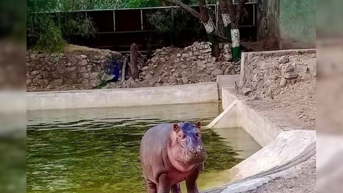 Shocking: ಬರೋಬ್ಬರಿ 2,000 ಕೆಜಿ ತೂಕವಿರುವ ಈ ಪ್ರಾಣಿಗಳು ಕೂಡ ಹಾರುತ್ತಾವಂತೆ ...